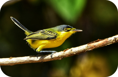Discover the Unique Thrill of Birdwatching in Brazil - lp ...