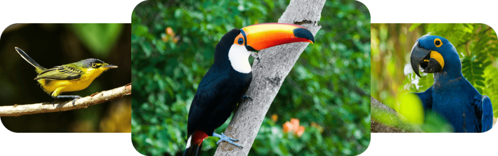 Discover the Unique Thrill of Birdwatching in Brazil - lp ...
